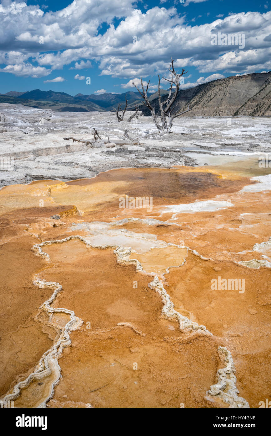 Canary Spring at Mammoth Hot Springs Upper Terrace, Yellowstone ...