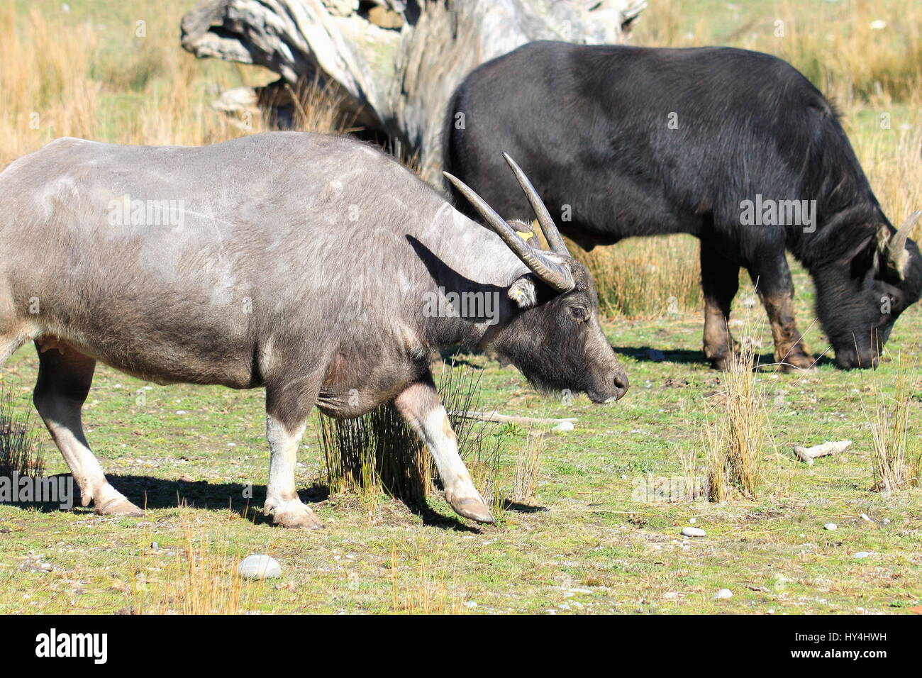 New zealand buffalo hi-res stock photography and images - Alamy