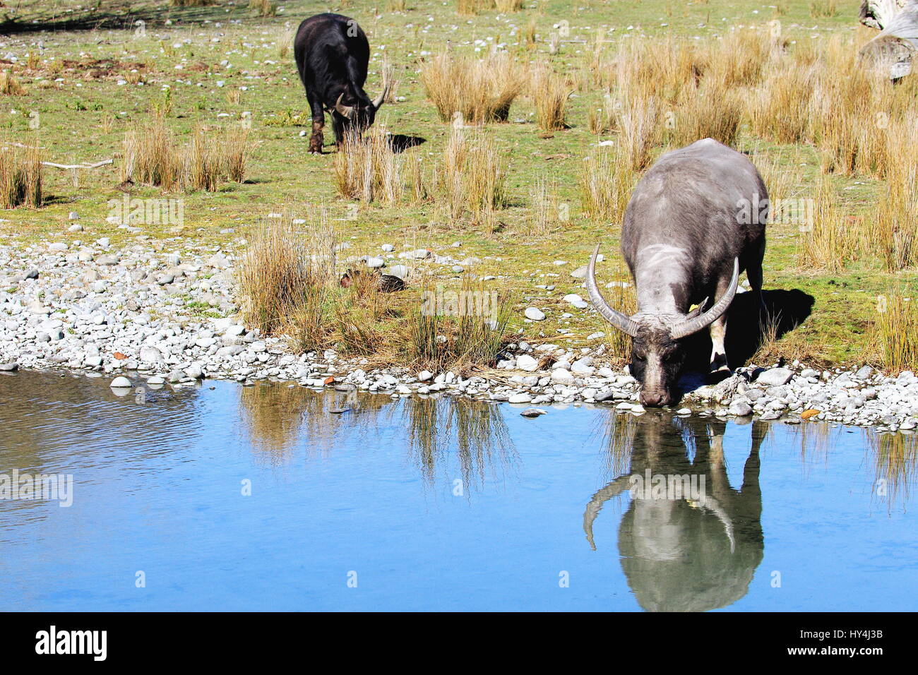 New zealand buffalo hi-res stock photography and images - Alamy