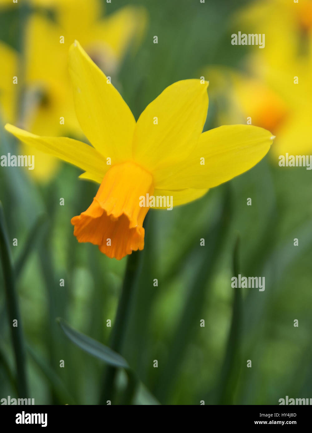 Narcissus cyclamineus 'Jetfire' Stock Photo - Alamy