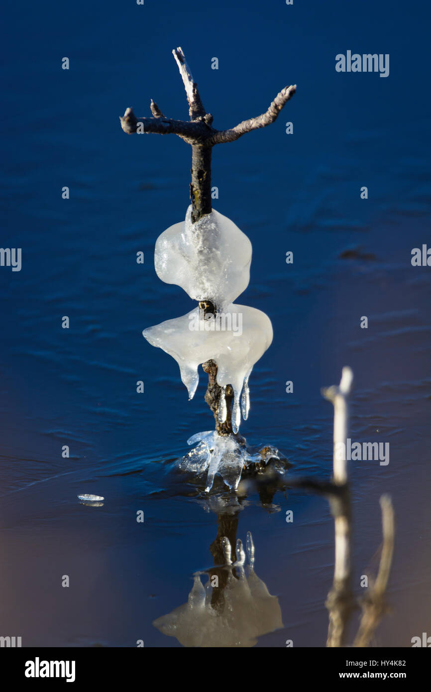 Ice forming on a stick in the water Stock Photo - Alamy