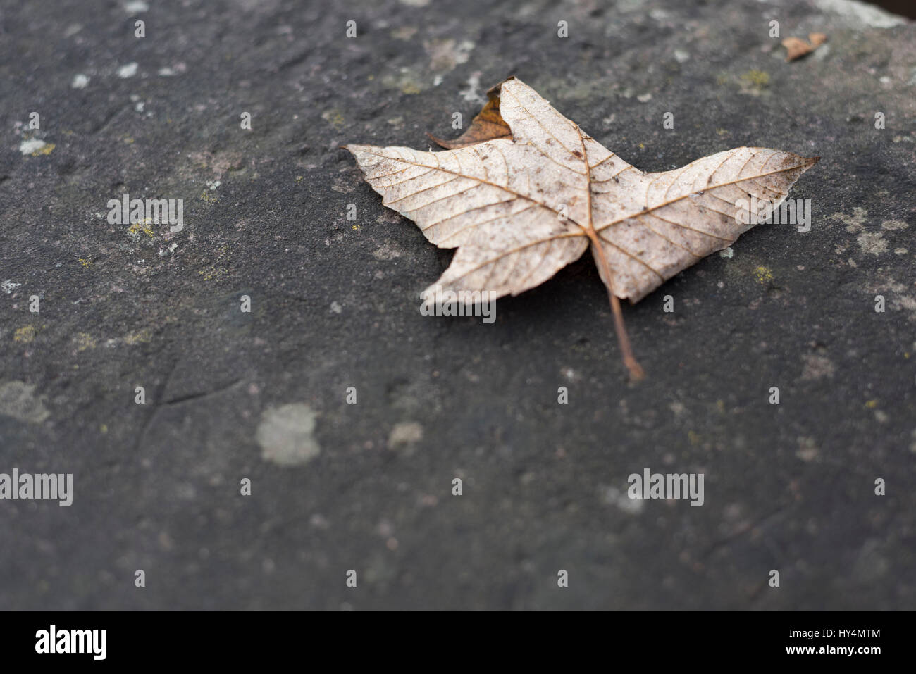 Autumn leaf on stone, close-up Stock Photo - Alamy