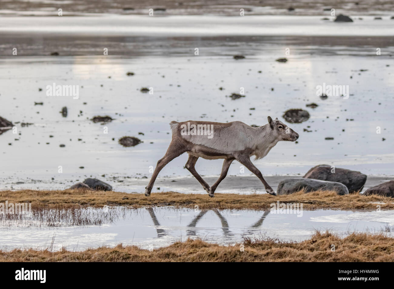 Reindeer living in the wild on Iceland on the beach with reflection in ...