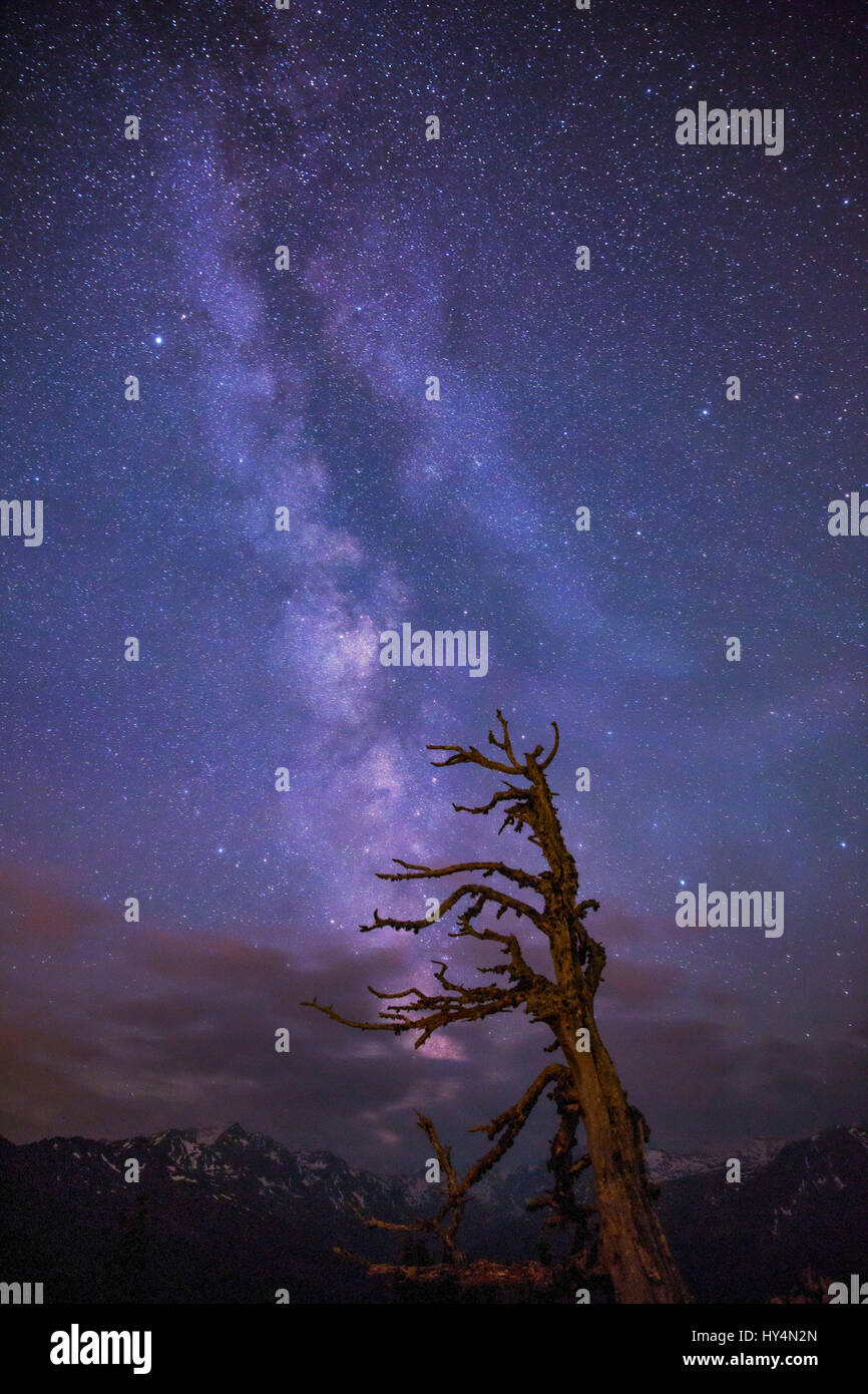Milky Way with old trees in the foreground Stock Photo - Alamy
