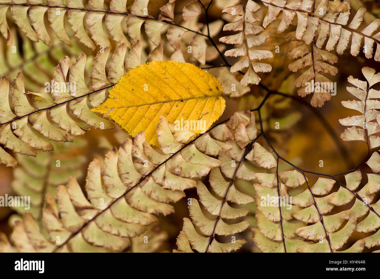 Fern whisk hi-res stock photography and images - Alamy