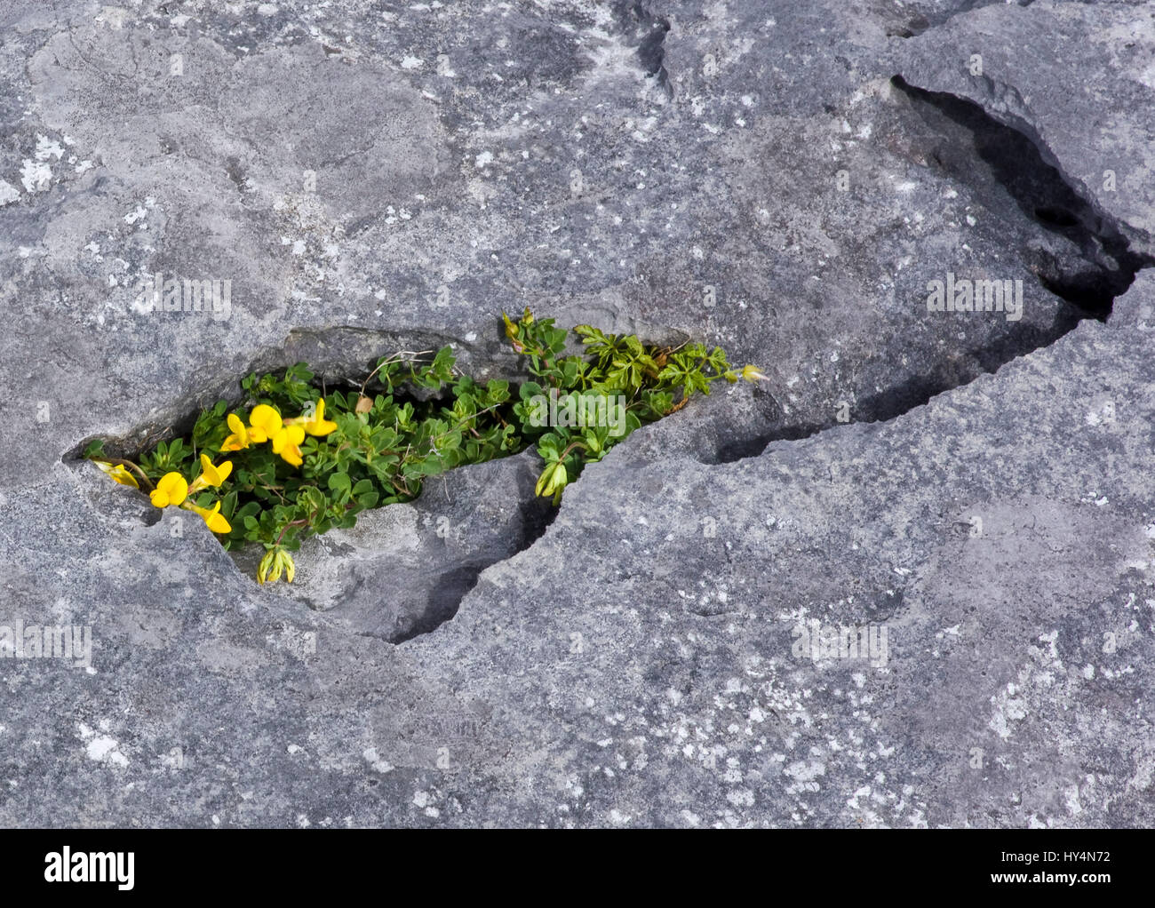 Ireland, Clare, Burren, crevice in the Burren karst with blooming ...