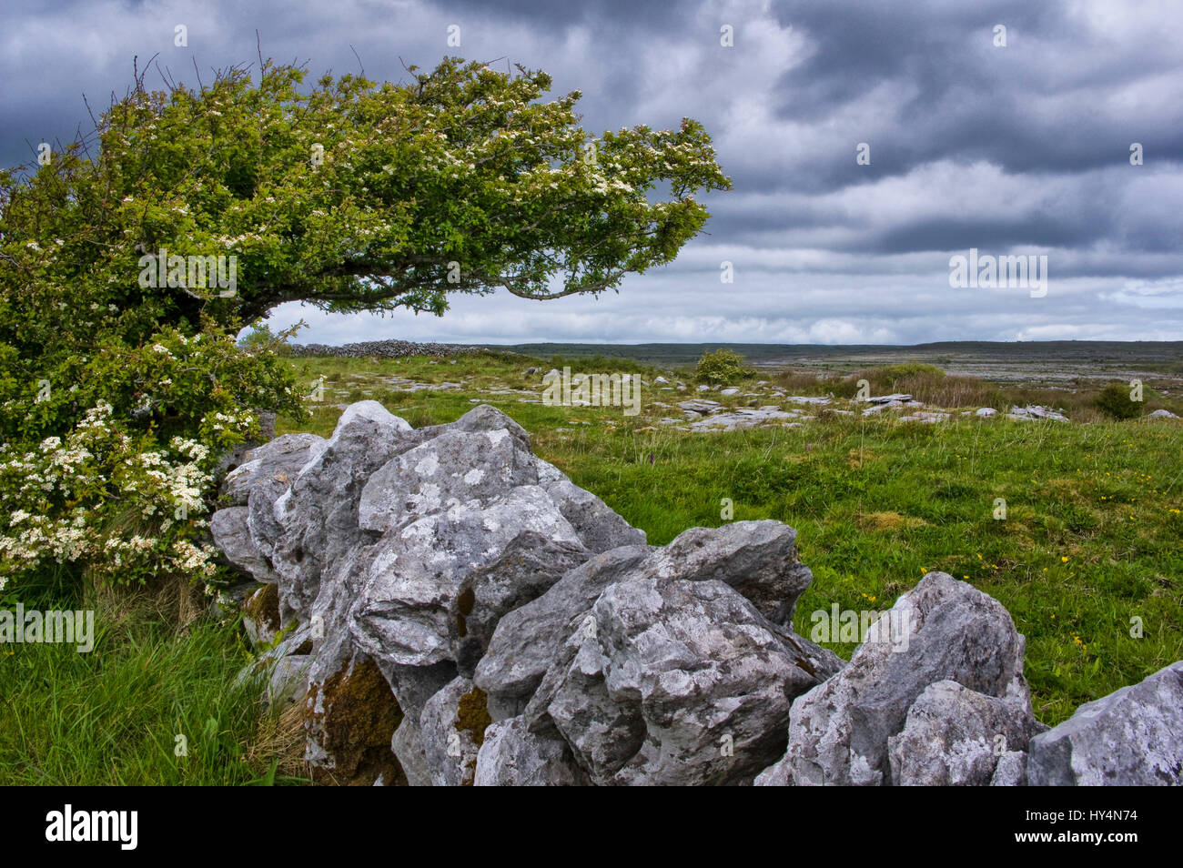 Burren tree hi-res stock photography and images - Alamy