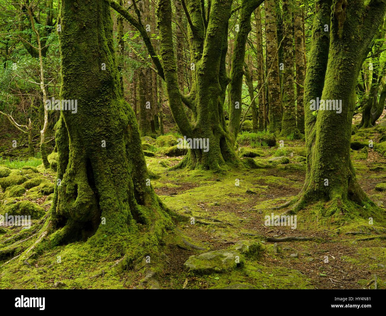 Killarney national park mossy trees hi-res stock photography and images ...