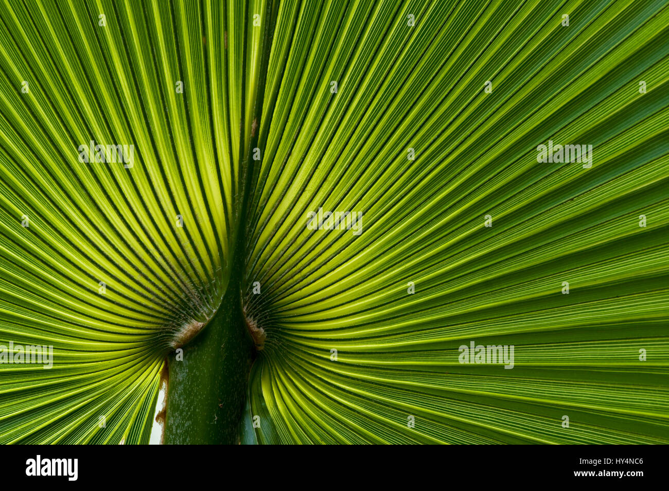 Tropical fan hi-res stock photography and images - Alamy