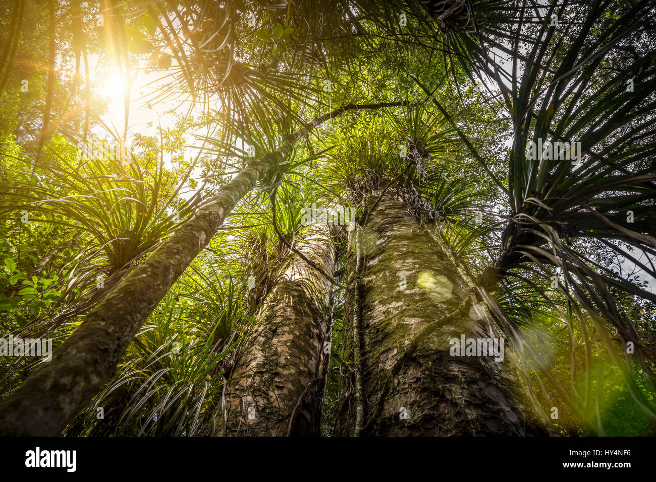 New Zealand, Commonwealth, North Island, jungle Stock Photo - Alamy