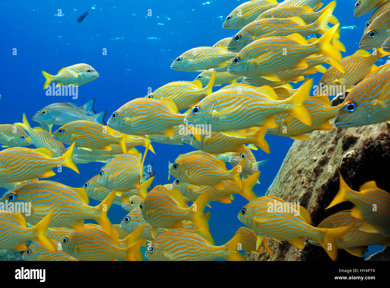 School fish light hi-res stock photography and images - Alamy