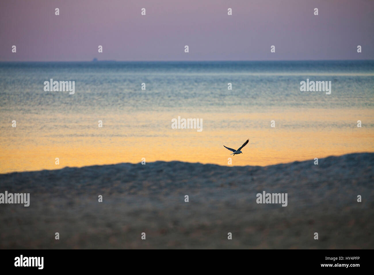 Seagull flying along the shore Stock Photo - Alamy