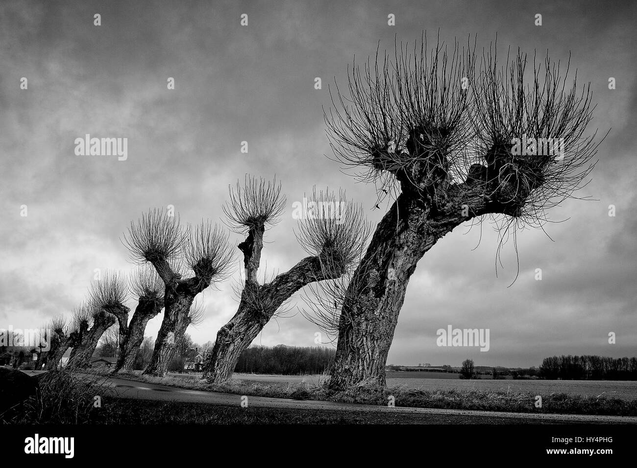 Pollard willow trees Black and White Stock Photos & Images - Alamy