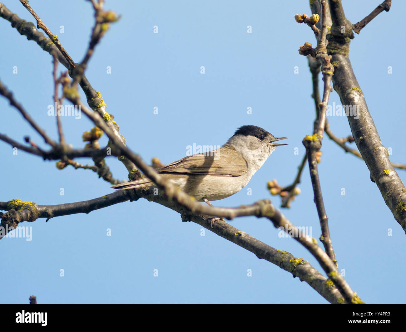 Black cap bird hi-res stock photography and images - Alamy
