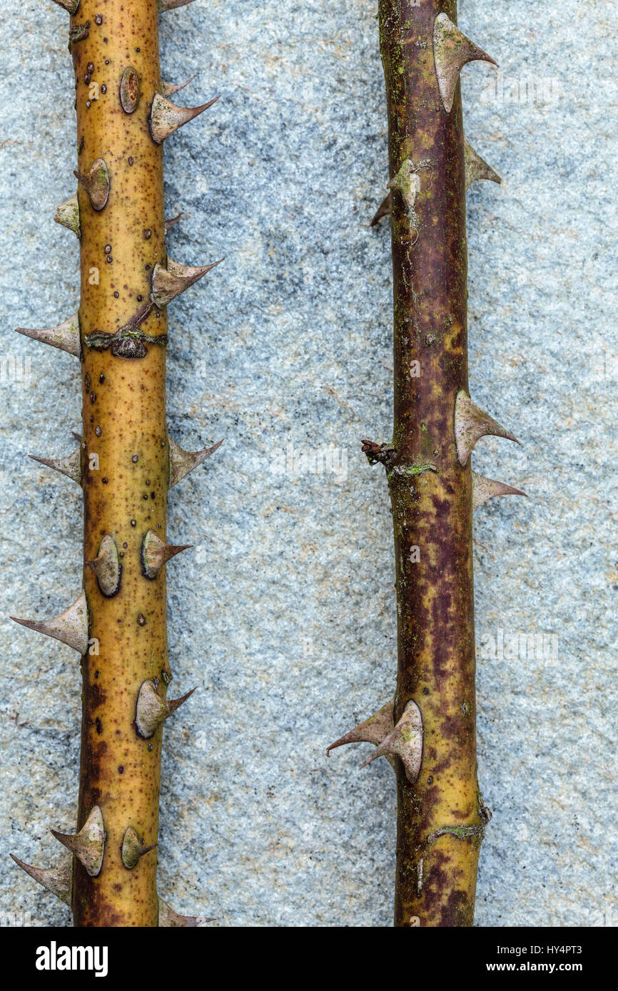 Rose thorns hi-res stock photography and images - Alamy