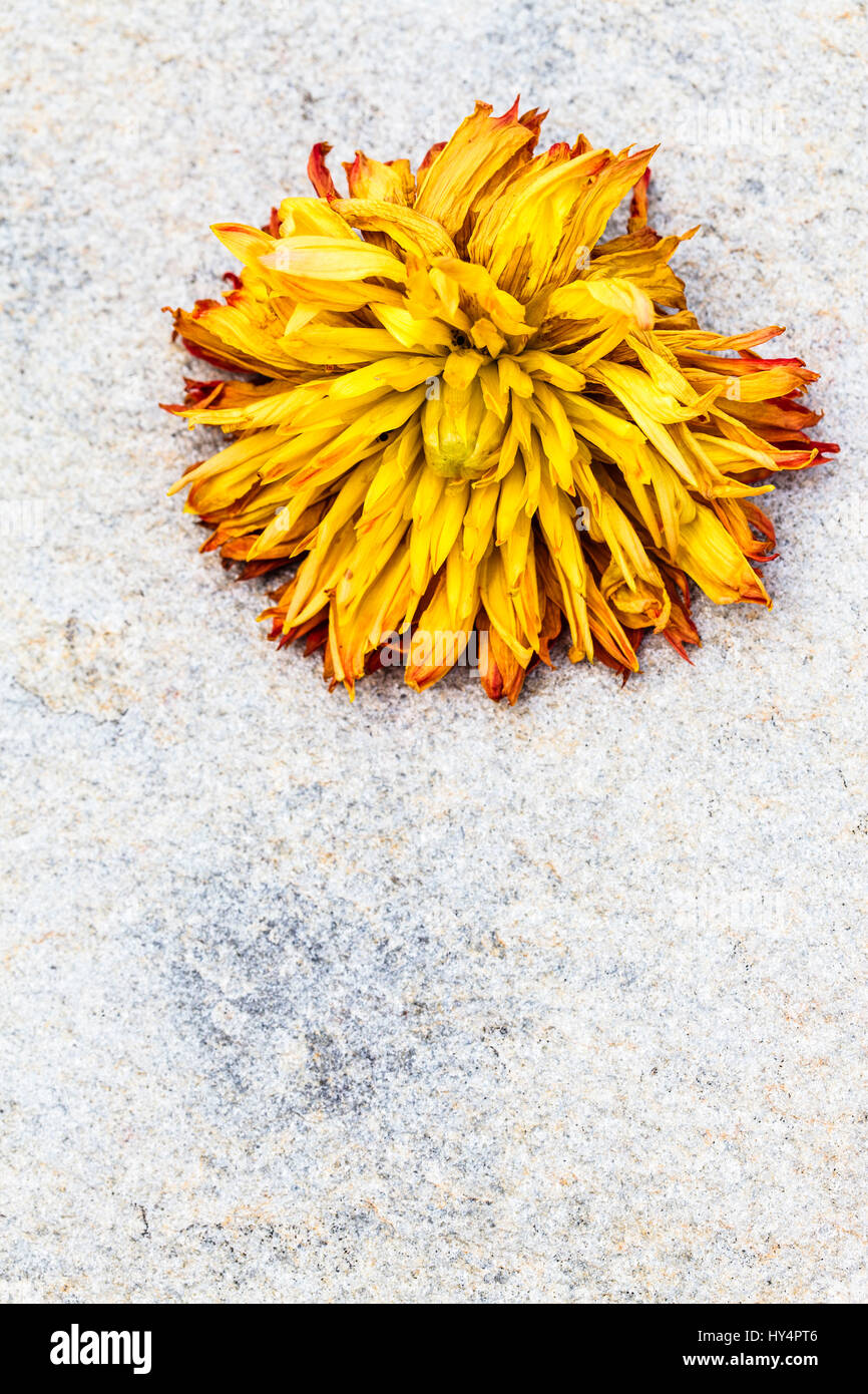 Transience, still life, Dahlia, wilted flower Stock Photo - Alamy