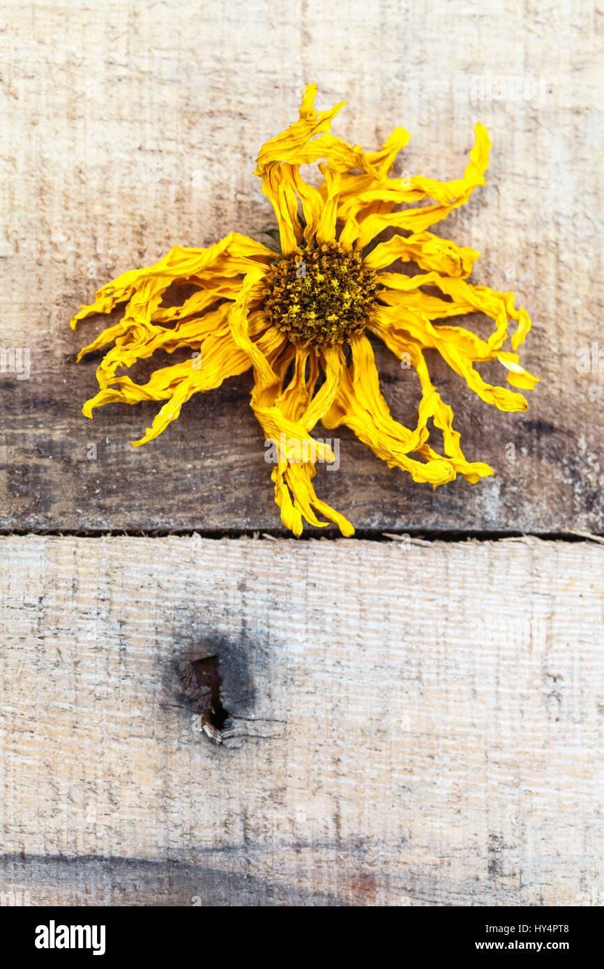 Transience, still life, ten-petals sunflower, wilted flower Stock Photo ...