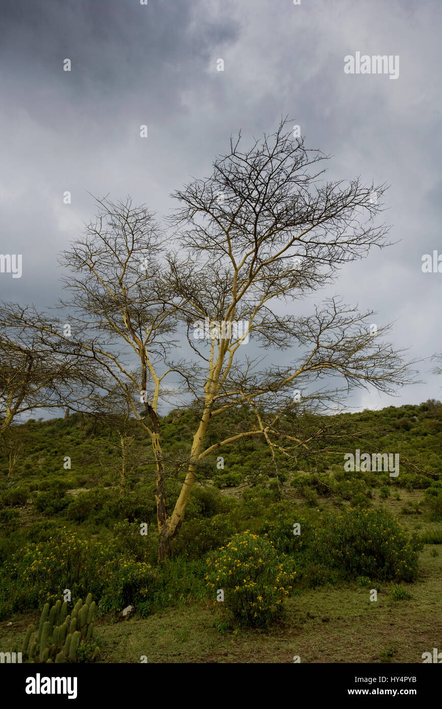 Yellow barked acacia hi-res stock photography and images - Alamy Yellow barked acacia hi-res stock photography and images - Alamy