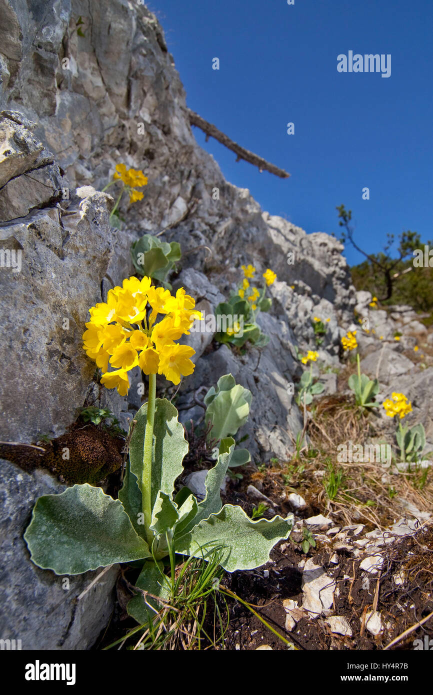Auricula, Primula auricula Stock Photo - Alamy