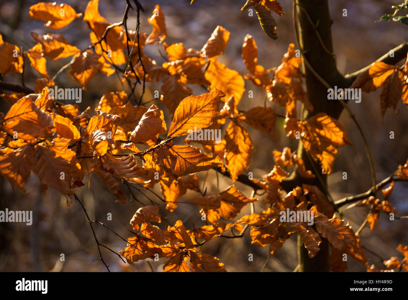 Baltic, Darss Forest, Winter, wilted leaves Stock Photo - Alamy