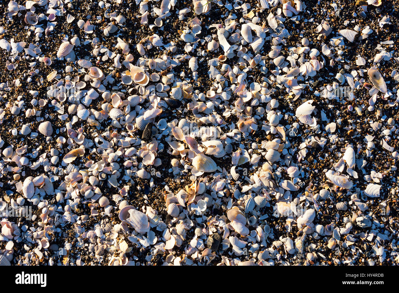 Baltic Sea, Darss, beach, shells Stock Photo - Alamy