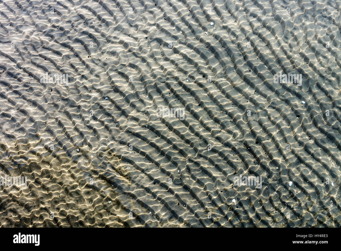 Baltic Sea, Darss, structure Stock Photo - Alamy