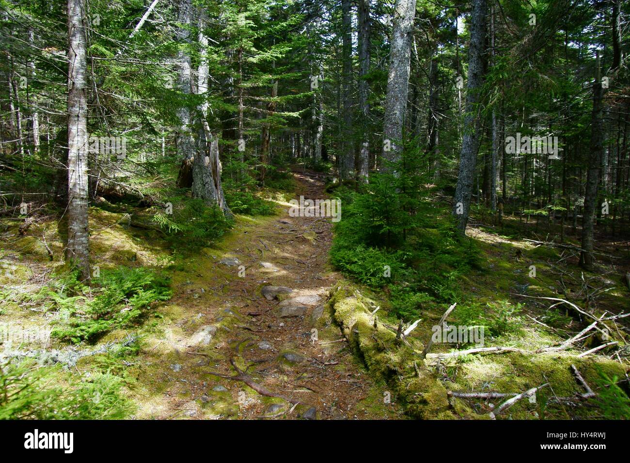Wooded patches hi-res stock photography and images - Alamy