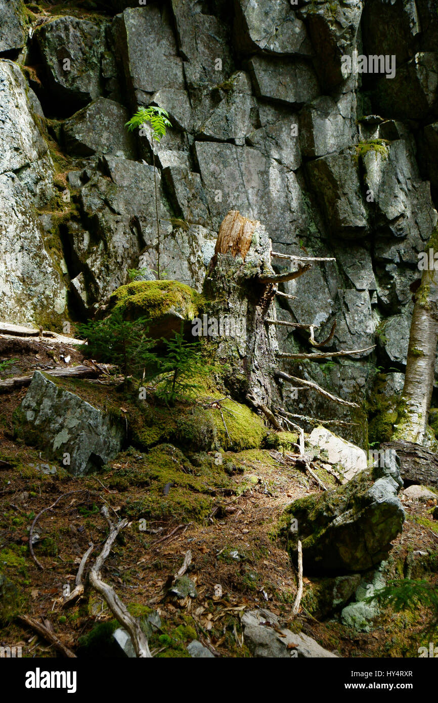 Broken tree stump standing by the huge and bold rock wall Stock Photo ...