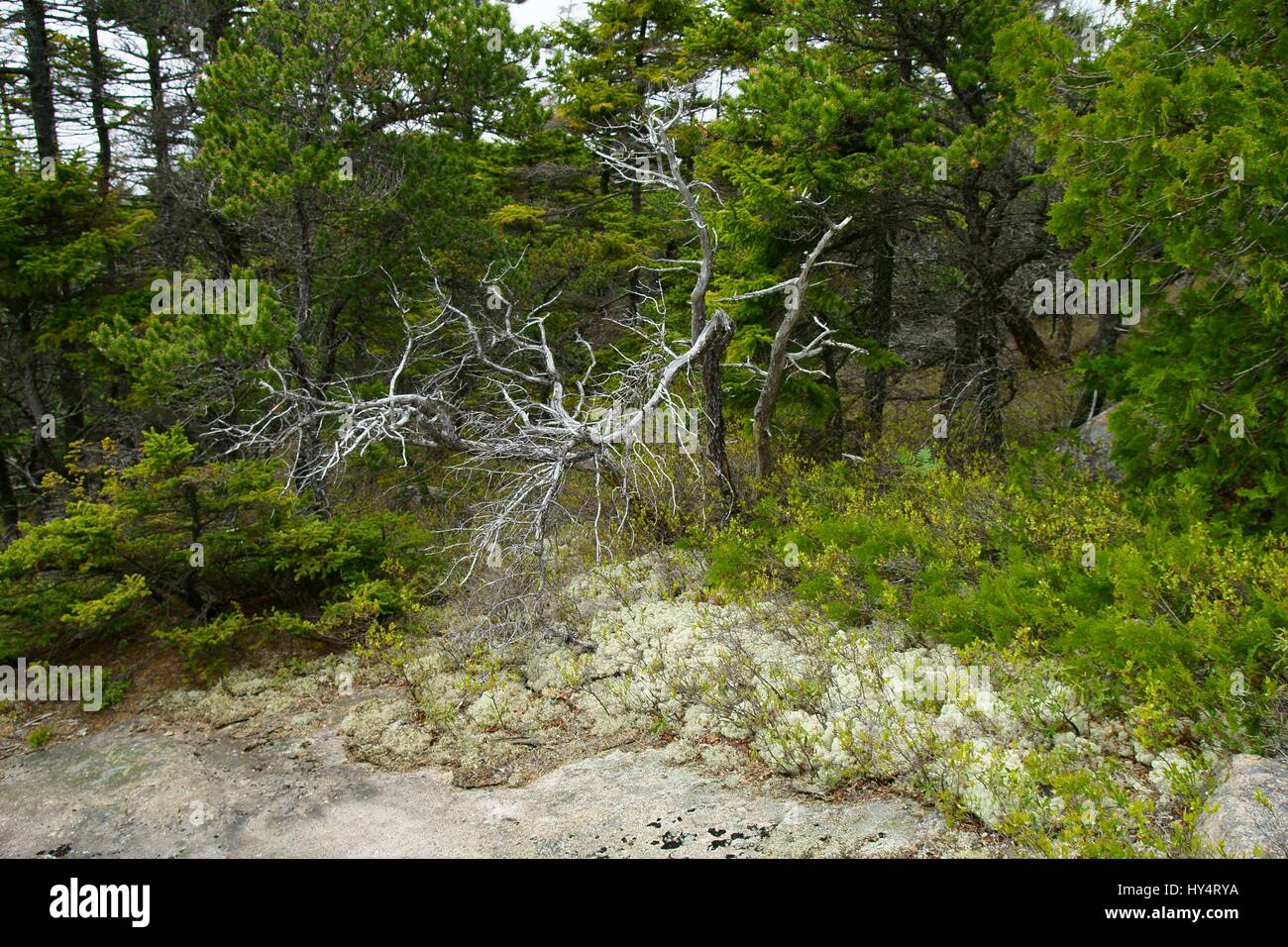Weird dry tree with broken branch surrounded with lush coniferous ...