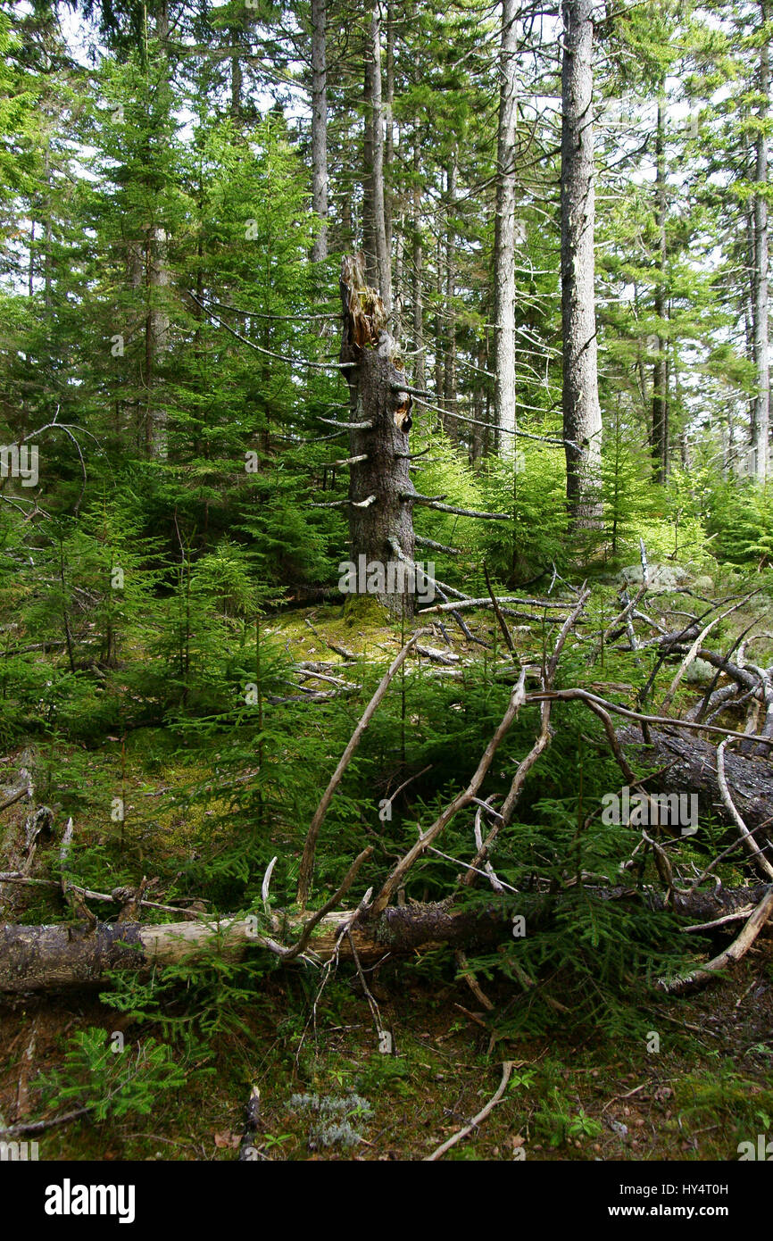 High stump of a huge coniferous tree standing with branches and several ...
