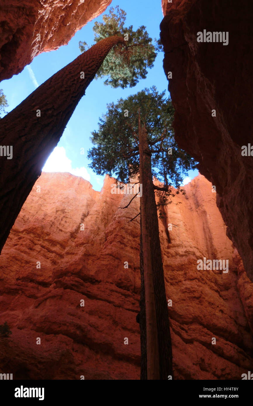 Tall trees in Bryce Canyon Stock Photo - Alamy