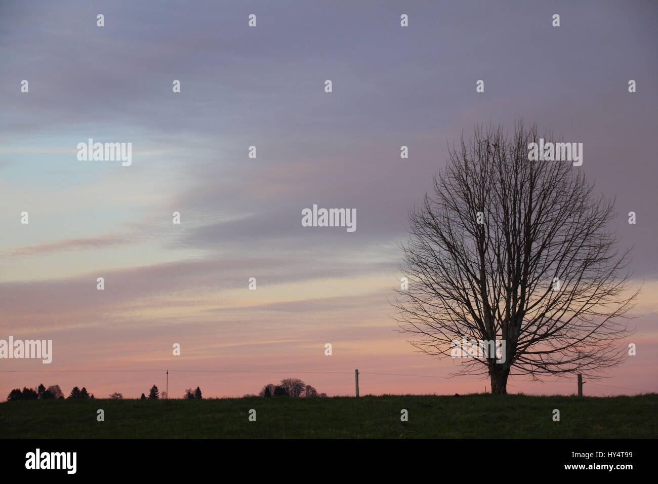 Single tree in front of the evening sky Stock Photo - Alamy