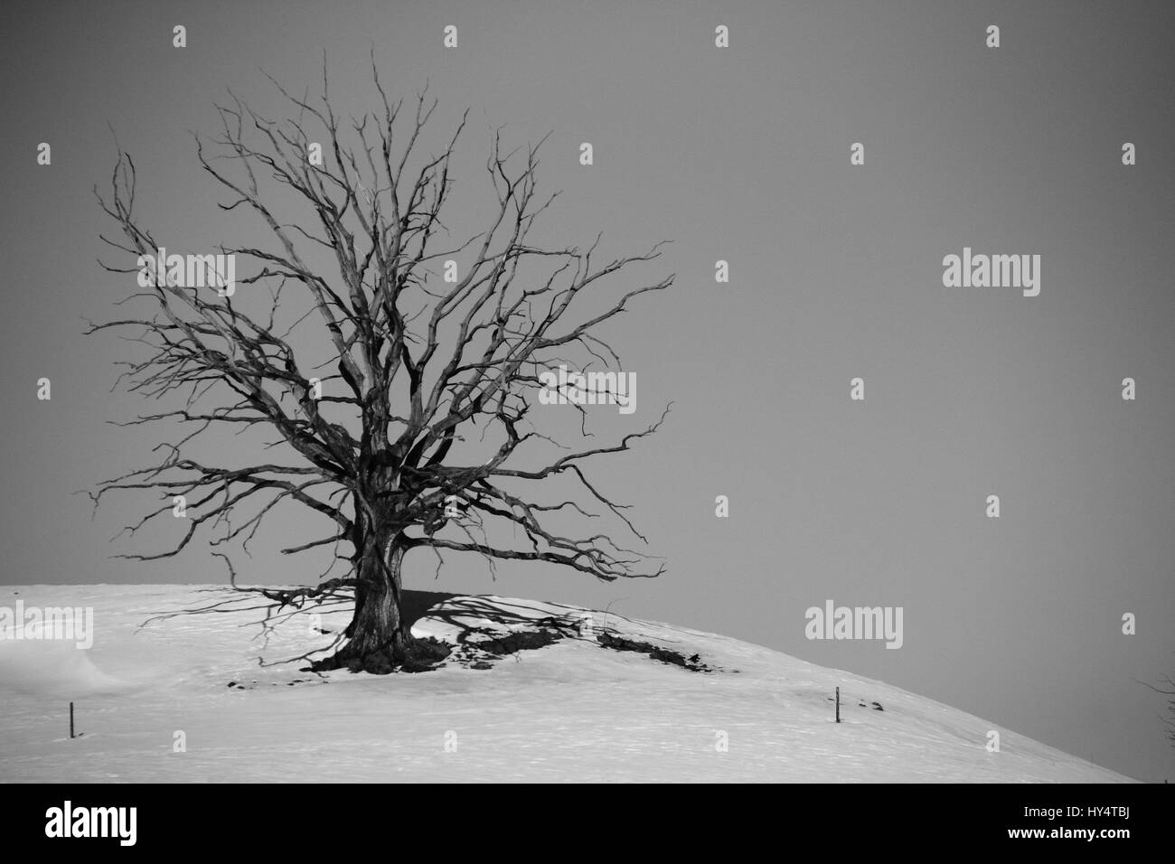 deadwood (tree) in winter Stock Photo - Alamy