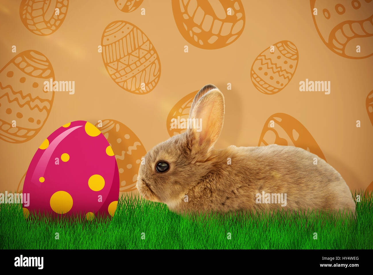 Side view of brown rabbit against maroon background Stock Photo - Alamy