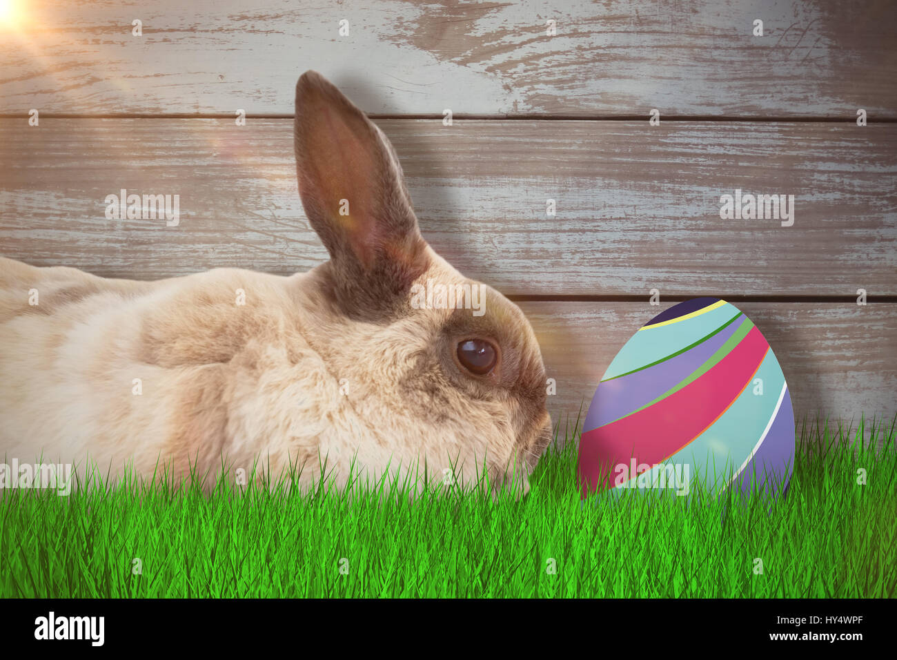 Side view of brown rabbit sitting against wood Stock Photo - Alamy