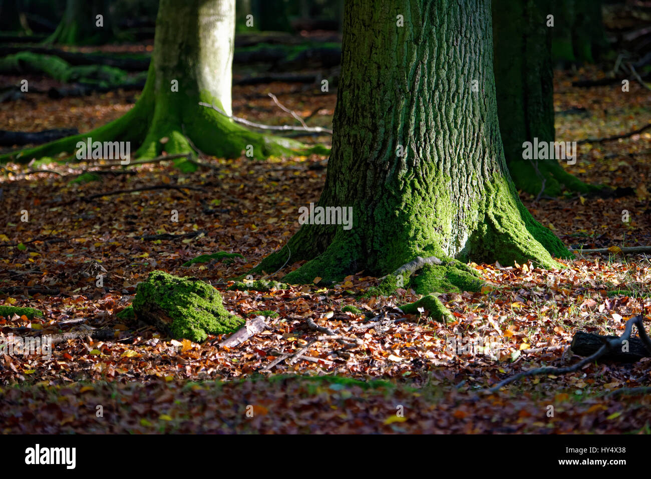 Autumn in Deister, Germany Stock Photo - Alamy