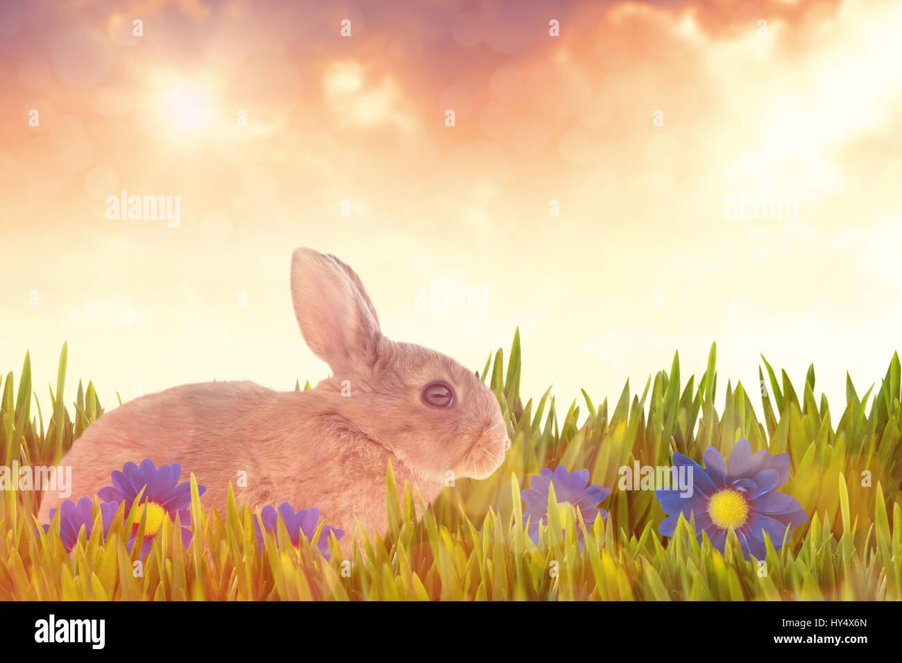 Side view of cute brown rabbit against sunset with clouds Stock Photo ...