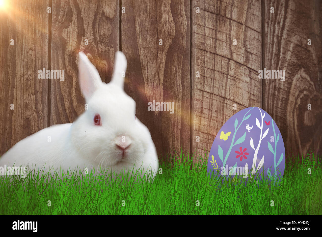 Rabbit over white background against wood panelling Stock Photo - Alamy