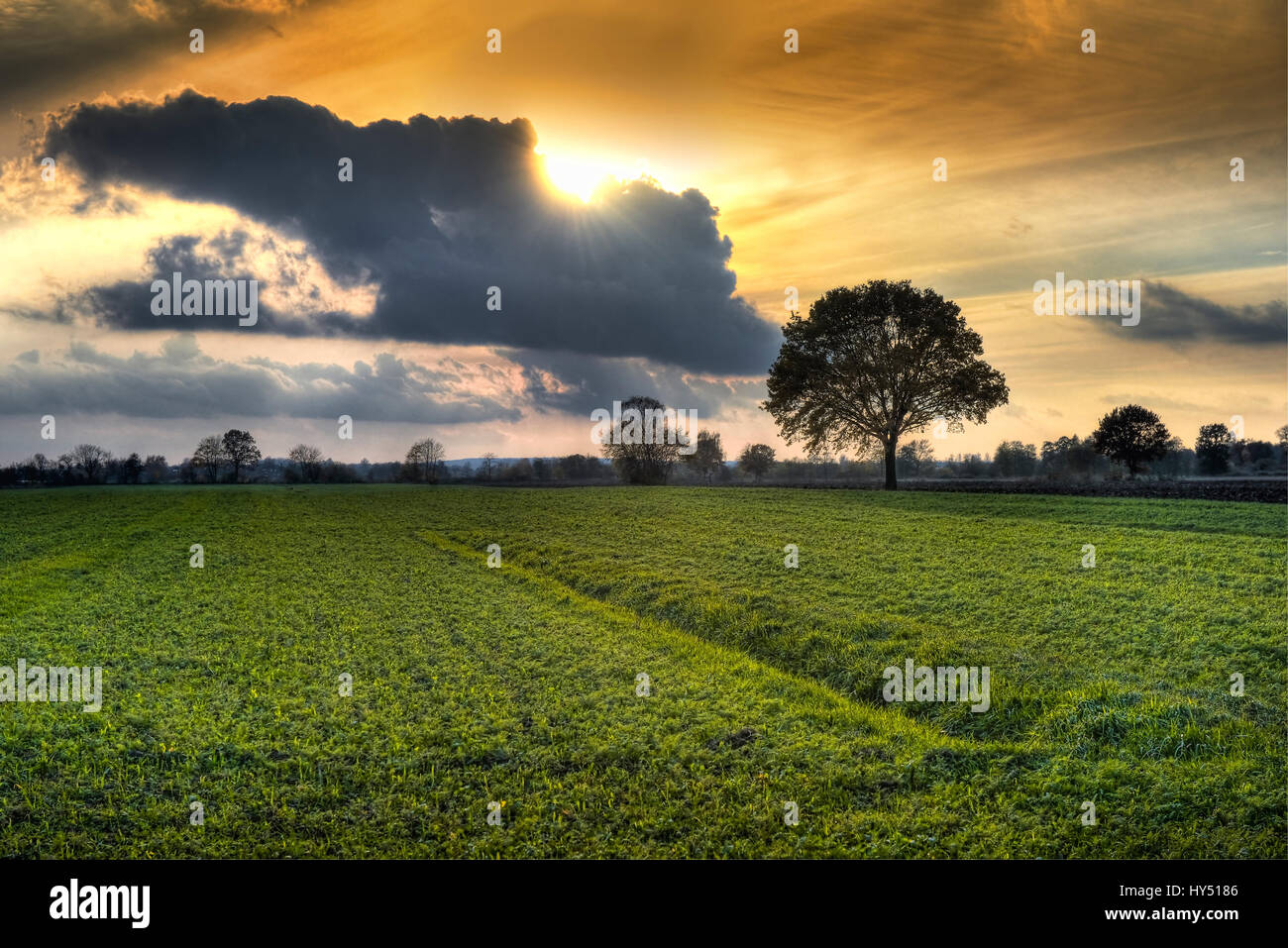 Wiesen und baum hi-res stock photography and images - Alamy