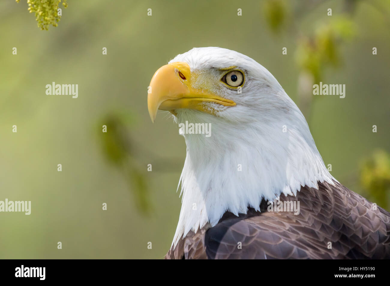 Bald eagle head isolated Stock Photo - Alamy