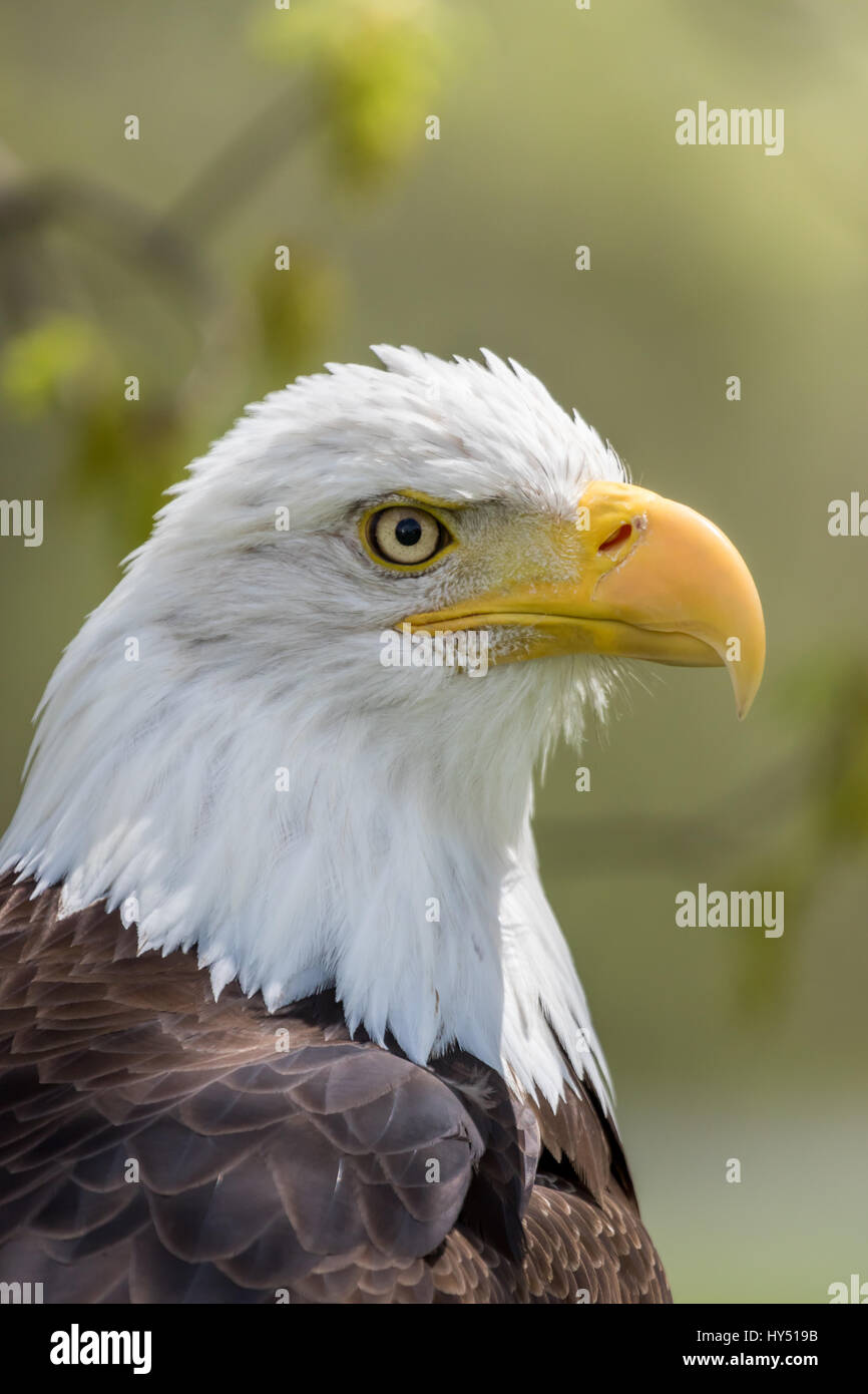 Bald eagle head isolated Stock Photo - Alamy
