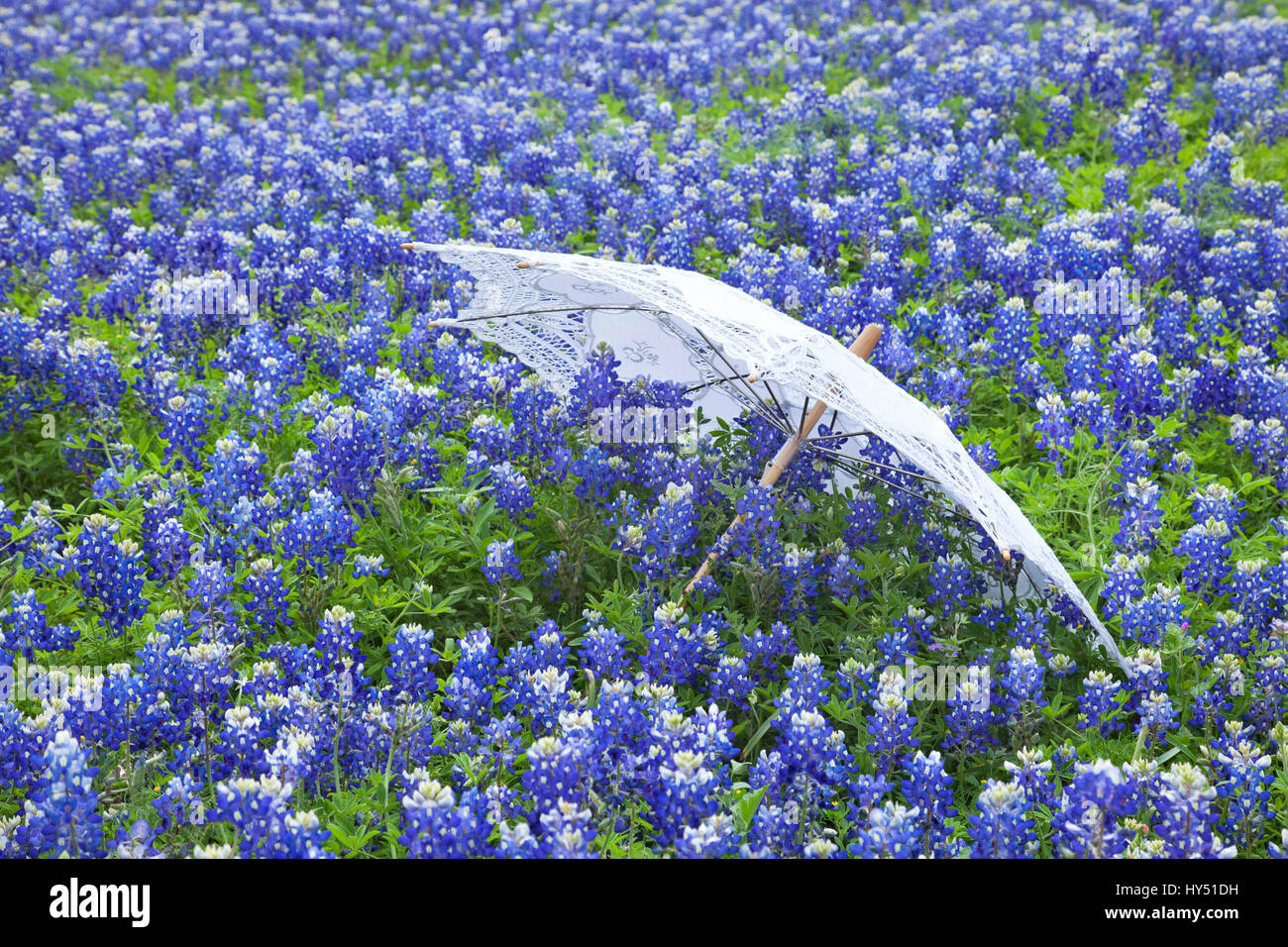 A white lace parasol lies on its side in a field of Texas bluebonnets ...