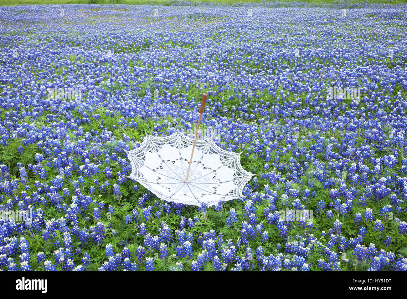 A white lace parasol sits upside down in a field of Texas bluebonnets ...