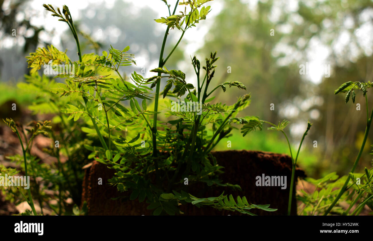 Deforestation and nature hi-res stock photography and images - Alamy