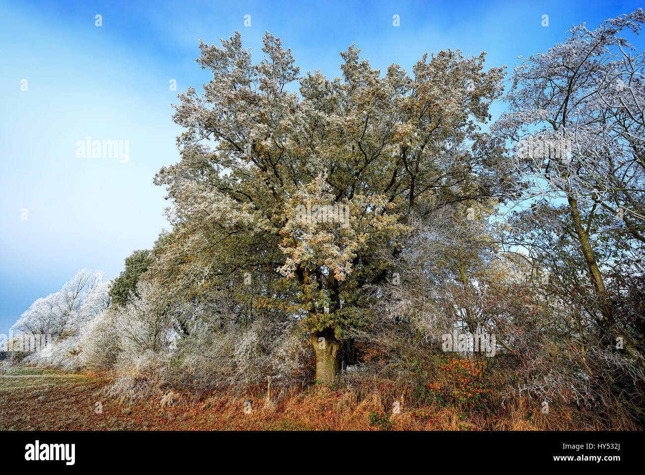 Eiche winterzeit hi-res stock photography and images - Alamy
