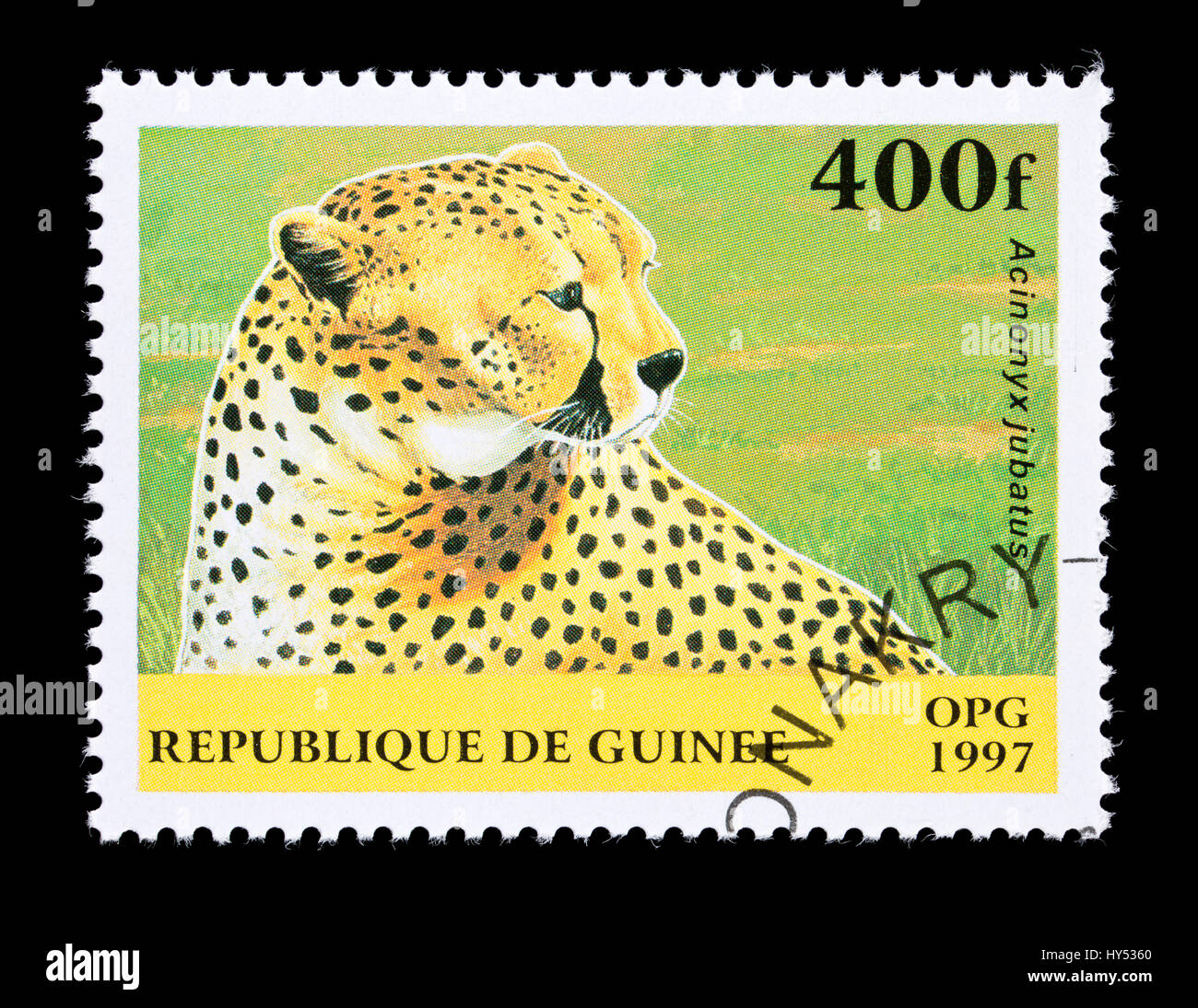 Cheetah acinonyx jubatus postage stamp hi-res stock photography and ...