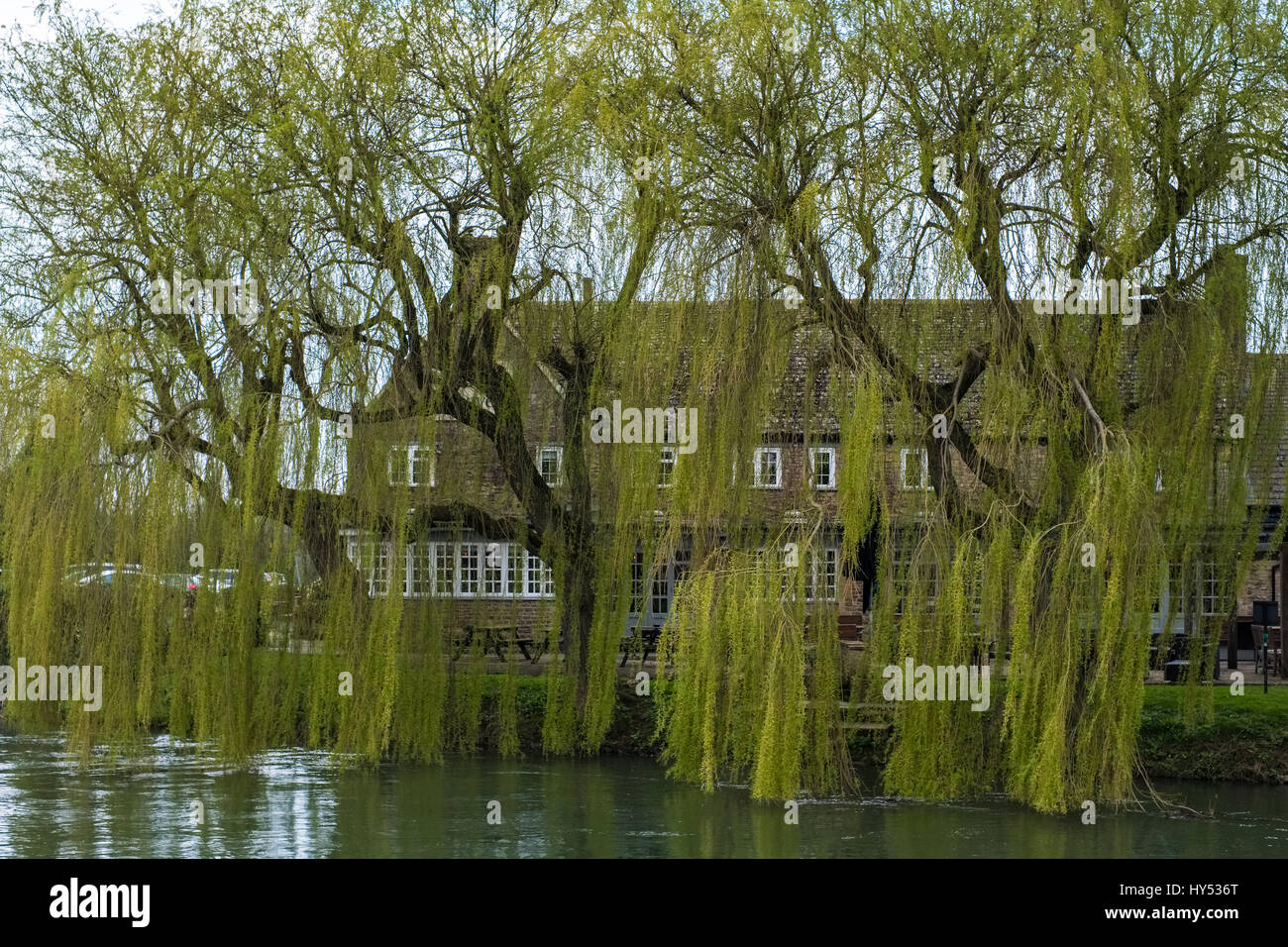 The rose revived witney hi-res stock photography and images - Alamy
