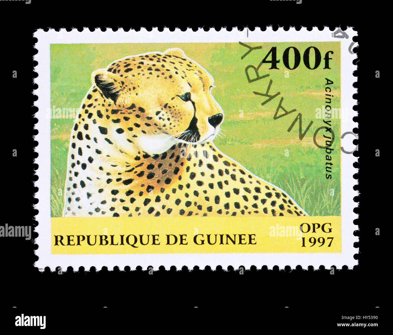 Cheetah acinonyx jubatus postage stamp hi-res stock photography and ...
