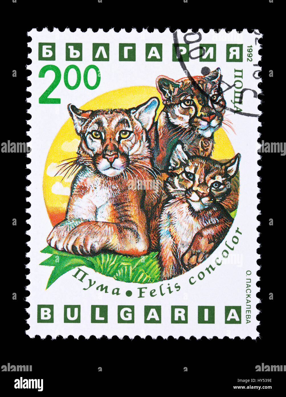 Postage stamp from Azerbaijan depicting a cougar (Puma concolor Stock ...