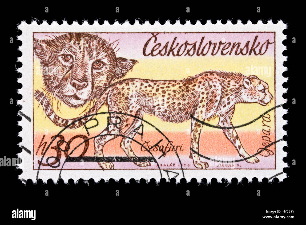 Postage stamp from Czechoslovakia depicting an cheetah, issued for the ...